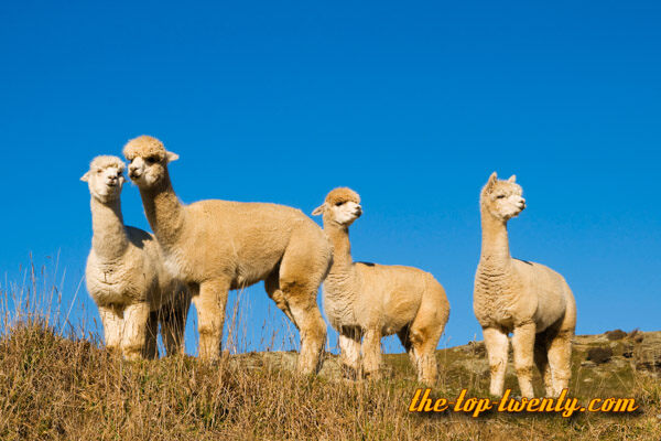 Los 20 animales más altos ⋆ Página 7 de 21 ⋆ the-top-twenty.com ⋆ Top ...