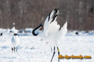 Biggest birds ⋆ the-top-twenty.com ⋆ We rank everything!