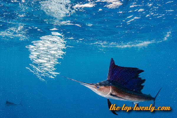 Fastest animals ⋆ the-top-twenty.com ⋆ We rank everything!