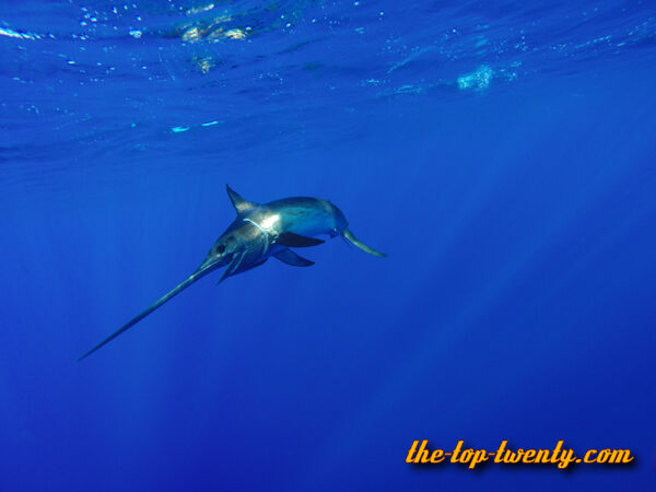 Fastest animals ⋆ the-top-twenty.com ⋆ We rank everything!